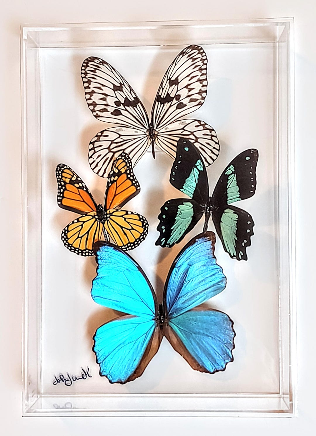 NEW 8x12" Butterfly Display, Framed Butterflies, Mounted Butterflies ...
