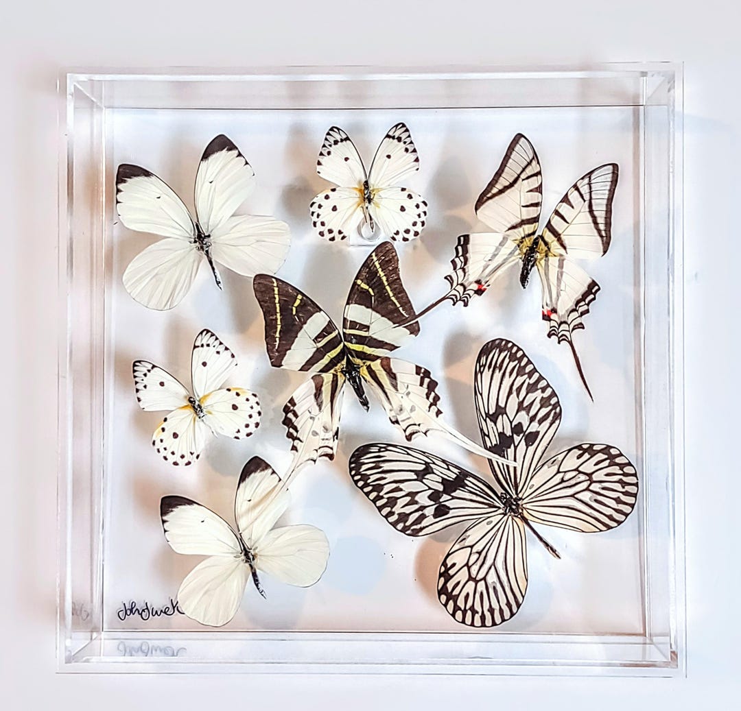 Framed Butterflies, Mounted Butterflies, Butterfly Art, Real Butterfly ...