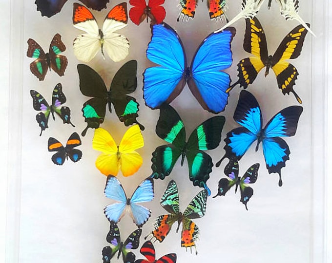 Butterfly Display Framed Butterflies Mounted Butterflies - Etsy