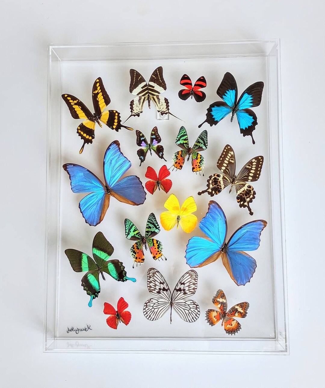 Butterfly Display, Framed Butterflies, Mounted Butterflies, Butterfly ...