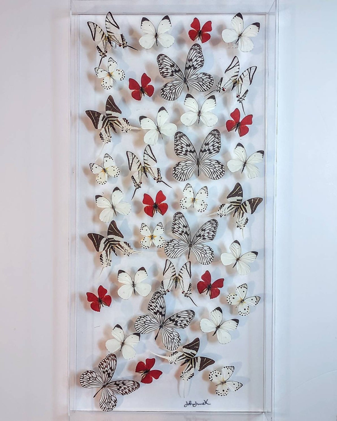 16x34 Framed Butterflies, Mounted Butterfly, Butterfly Art, Preserved ...