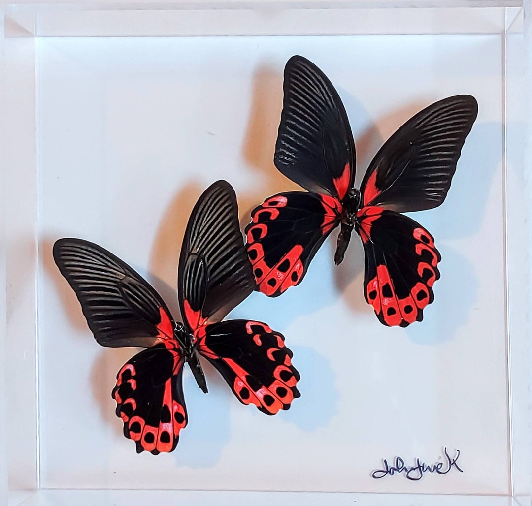 Butterfly Display, Framed Butterflies, Mounted Butterflies, Butterfly ...