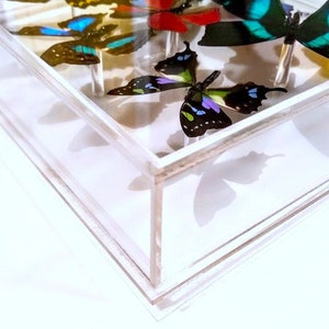 Butterfly Display, Framed Butterflies, Mounted Butterflies, Butterfly ...