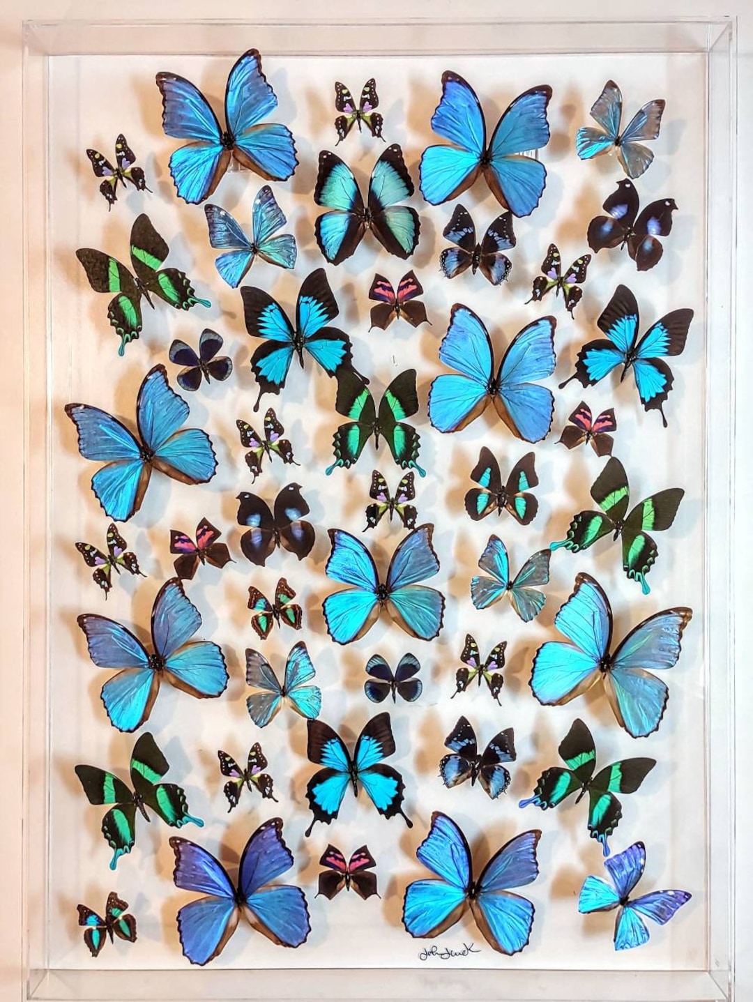 25x35 Mounted Butterflies, Real Butterfly, Butterfly Display, Framed ...