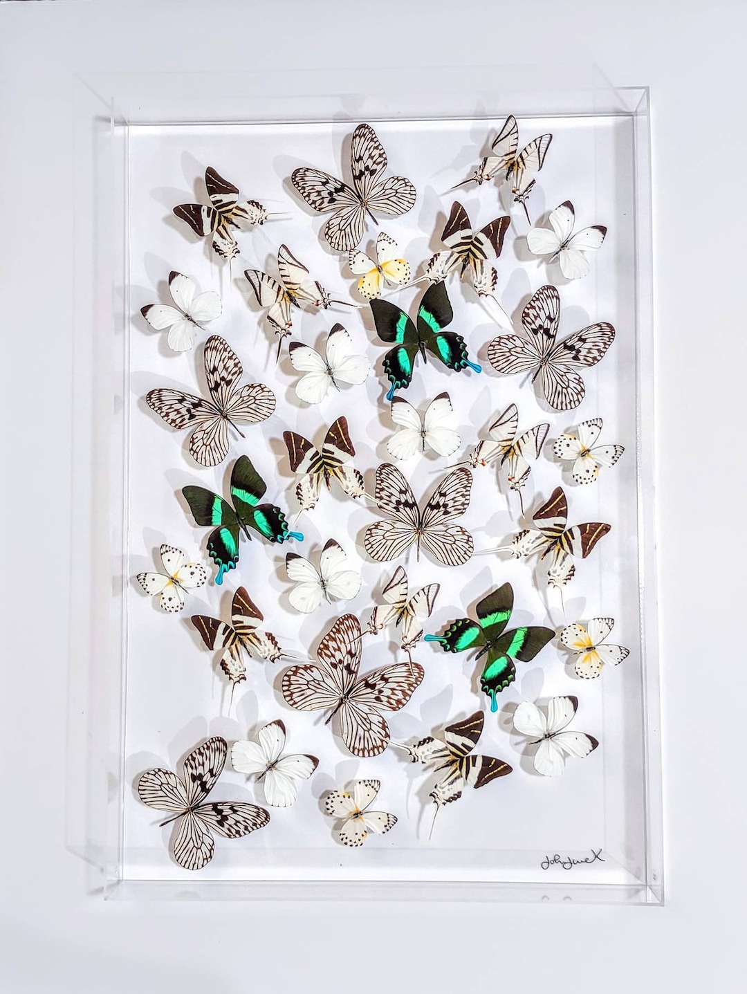 20x30 Mounted Butterflies, Real Butterfly, Butterfly Display, Framed ...