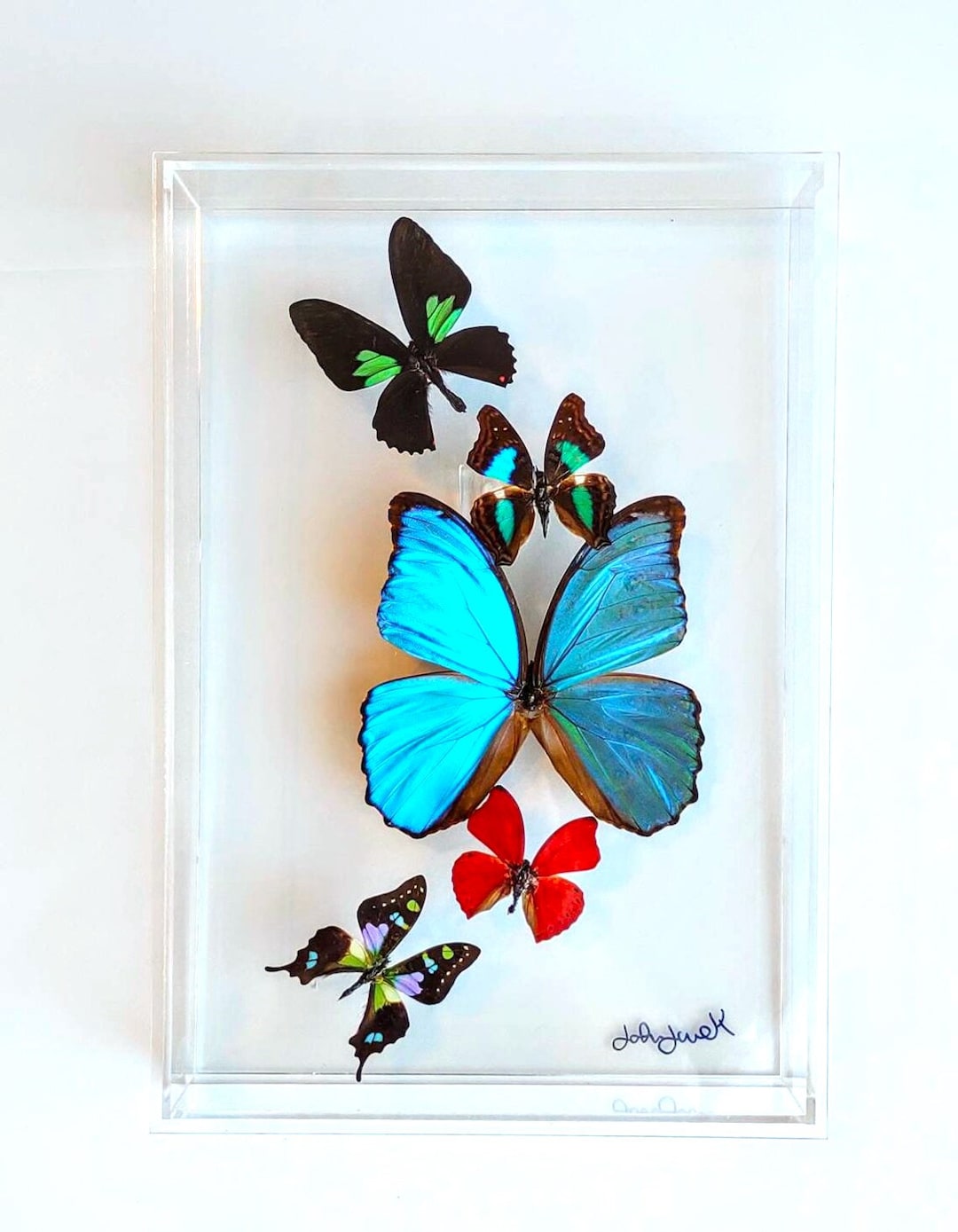 Butterfly Display, Framed Butterflies, Mounted Butterflies, Butterfly ...
