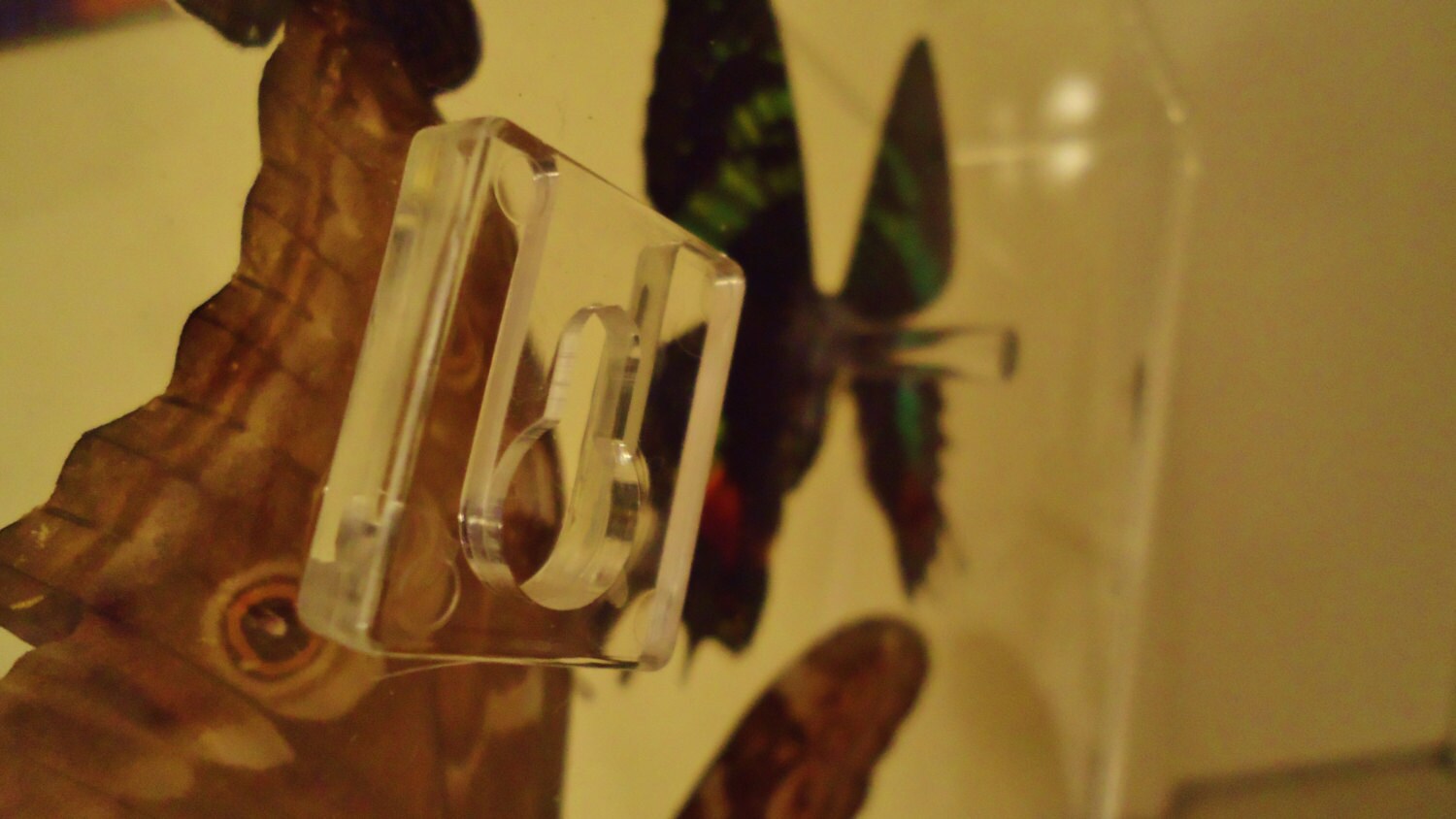Butterfly display framed butterflies mounted butterflies | Etsy