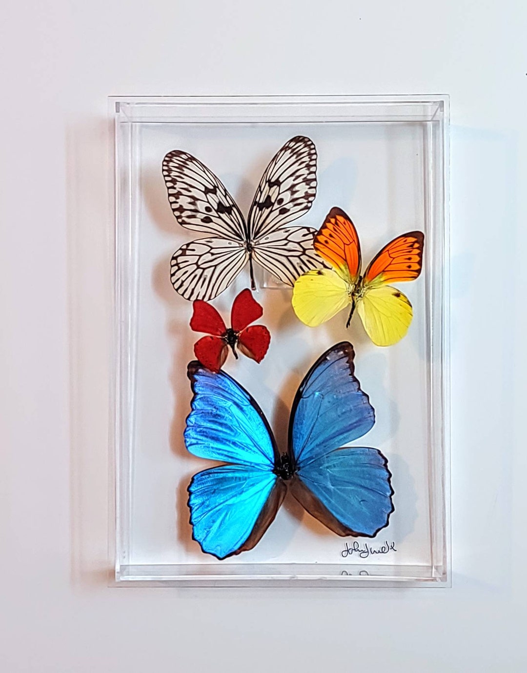 Butterfly Display, Framed Butterflies, Mounted Butterflies, Butterfly ...
