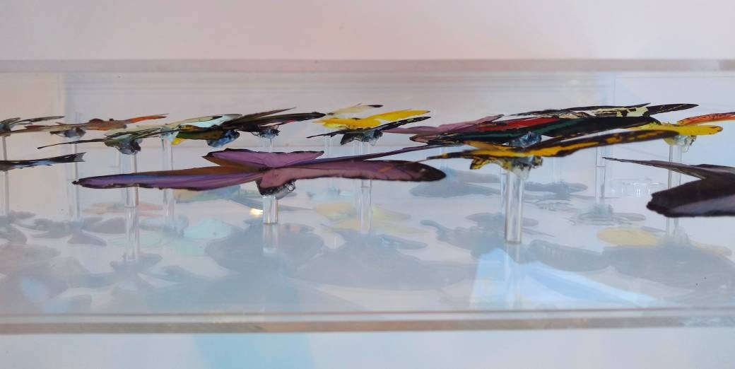 Framed Butterflies Butterfly Displays Mounted Butterflies | Etsy