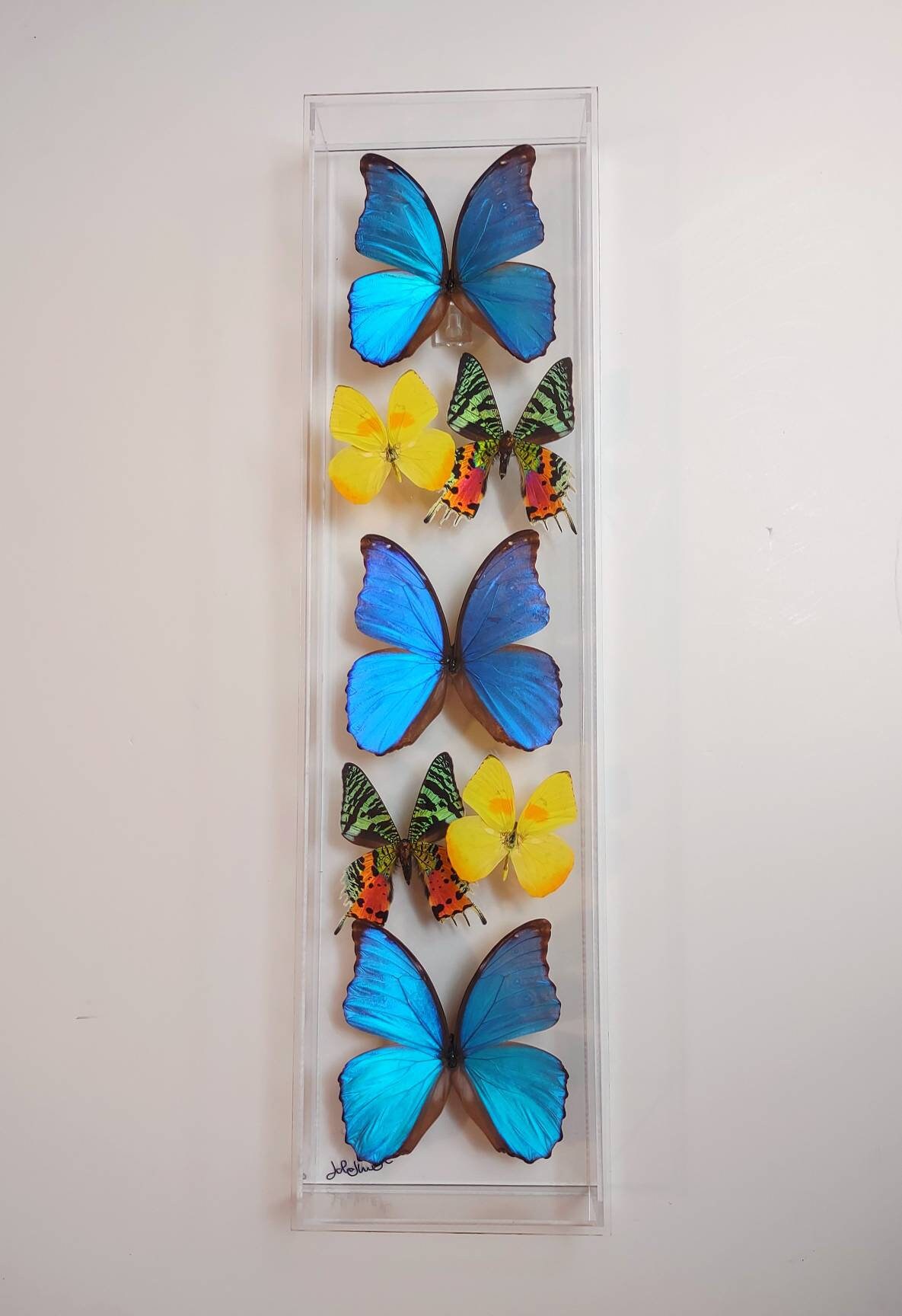 Butterfly display framed butterflies mounted butterflies | Etsy