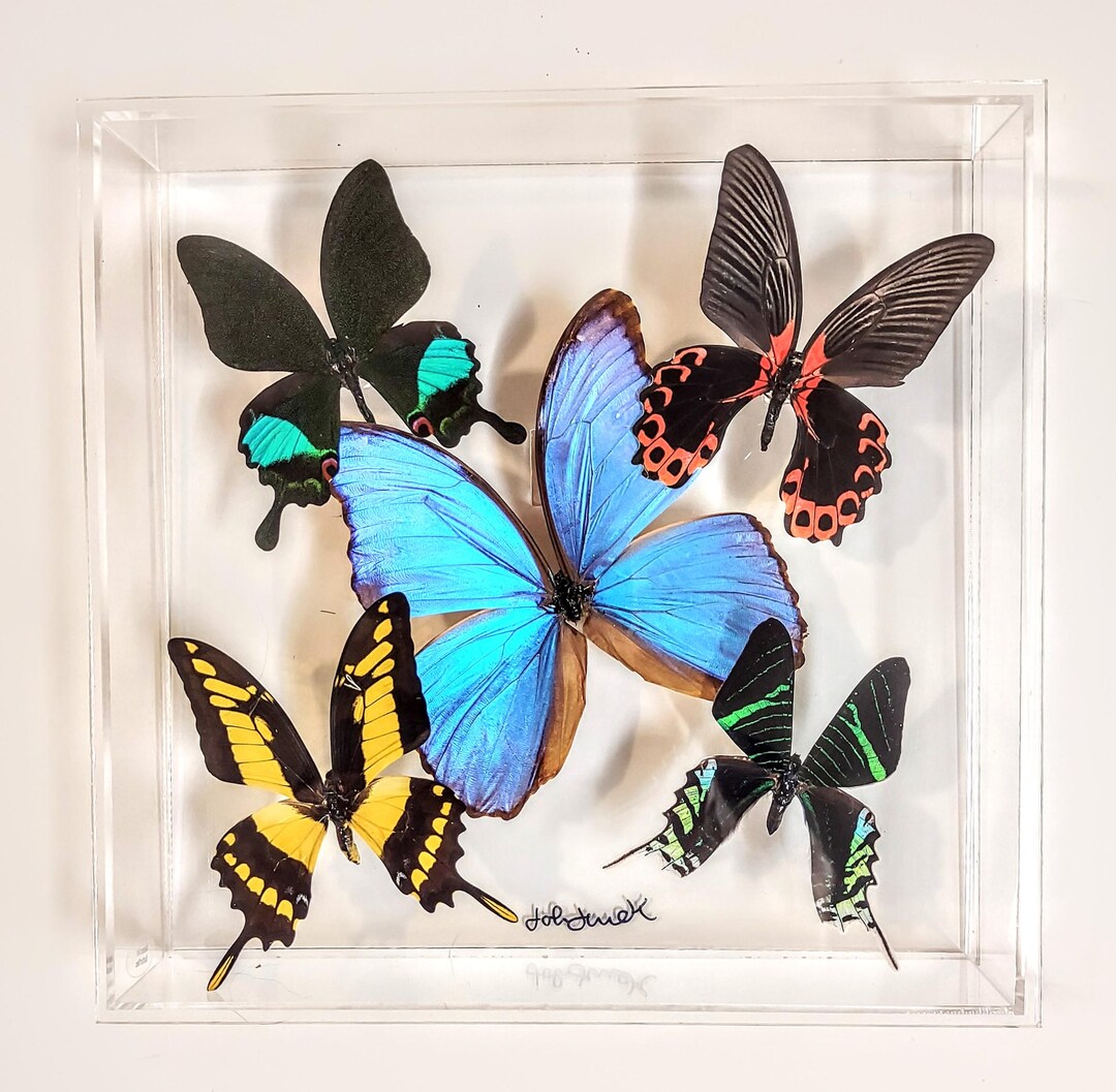 10x10 NEW!, Real Butterfly Display, Real Butterflies Mounted in an ...