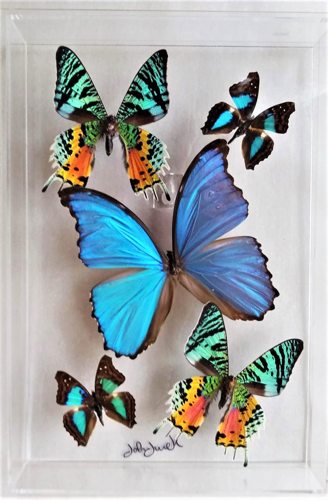 Butterfly Display, Framed Butterflies, Mounted Butterflies, Butterfly ...