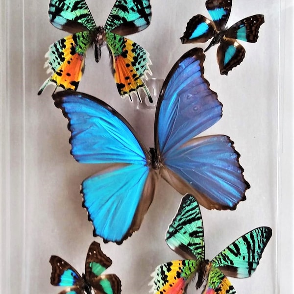 Butterfly Display - Etsy