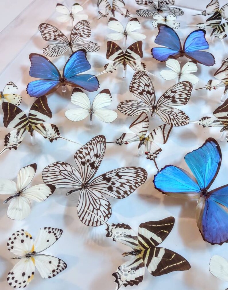 NEW Butterfly Displays Real Butterfly Artwork Mounted - Etsy
