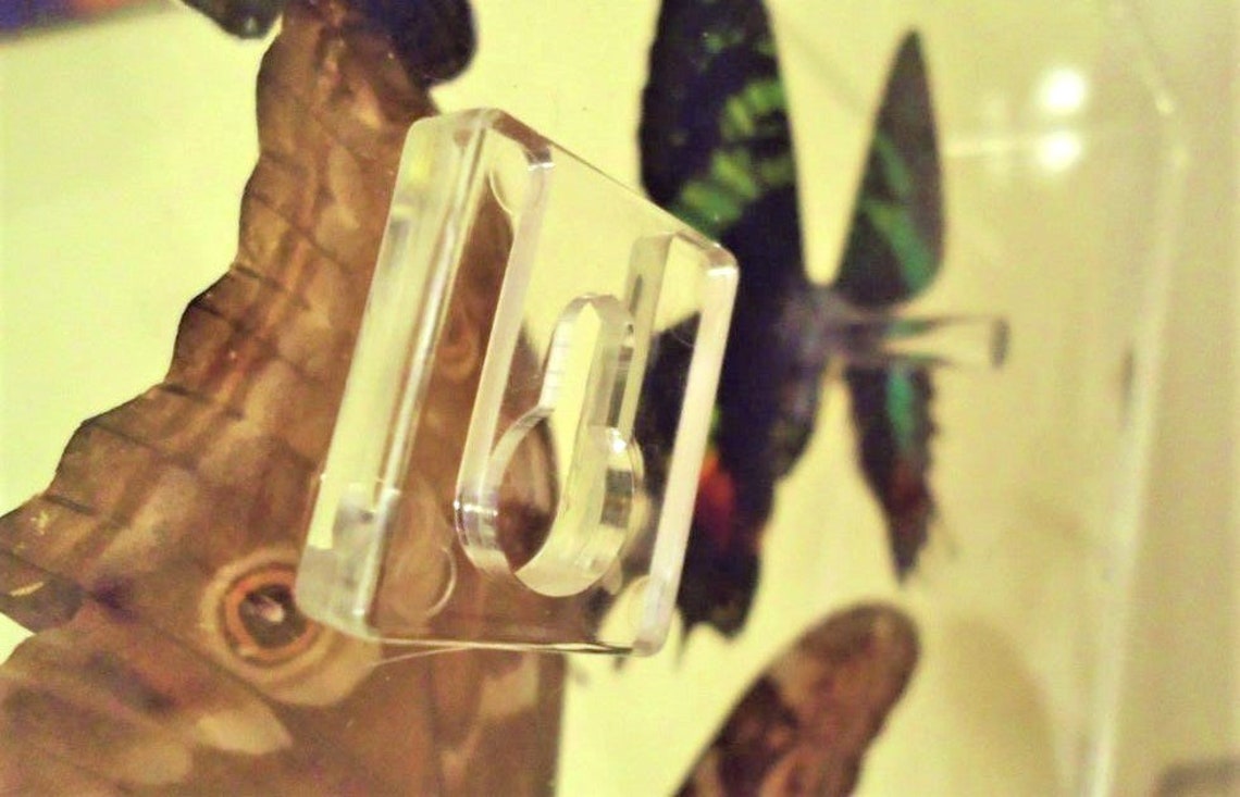 Butterfly Display, Framed Butterflies, Mounted Butterflies, Butterfly ...
