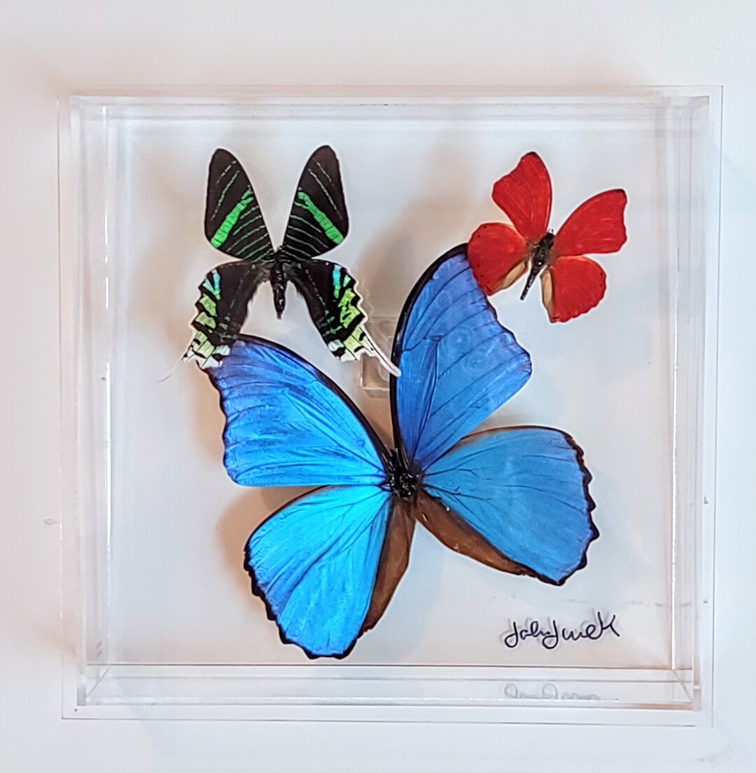 Butterfly Display, Framed Butterflies, Mounted Butterflies, Butterfly ...