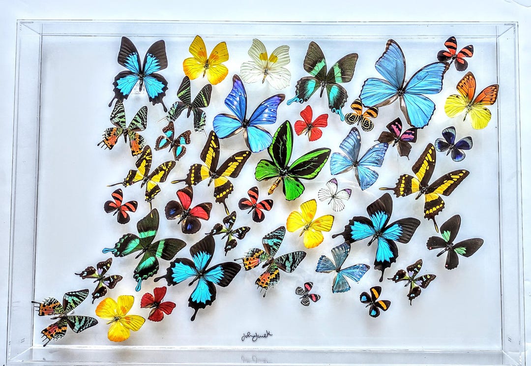 20x30 Mounted Butterflies, Real Butterfly, Butterfly Display, Framed ...