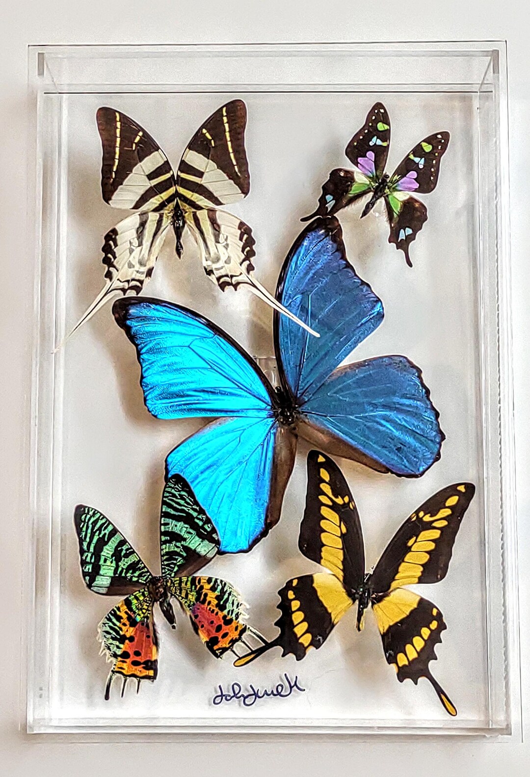 NEW 8x12 Butterfly Display, Framed Butterflies, Mounted Butterflies ...
