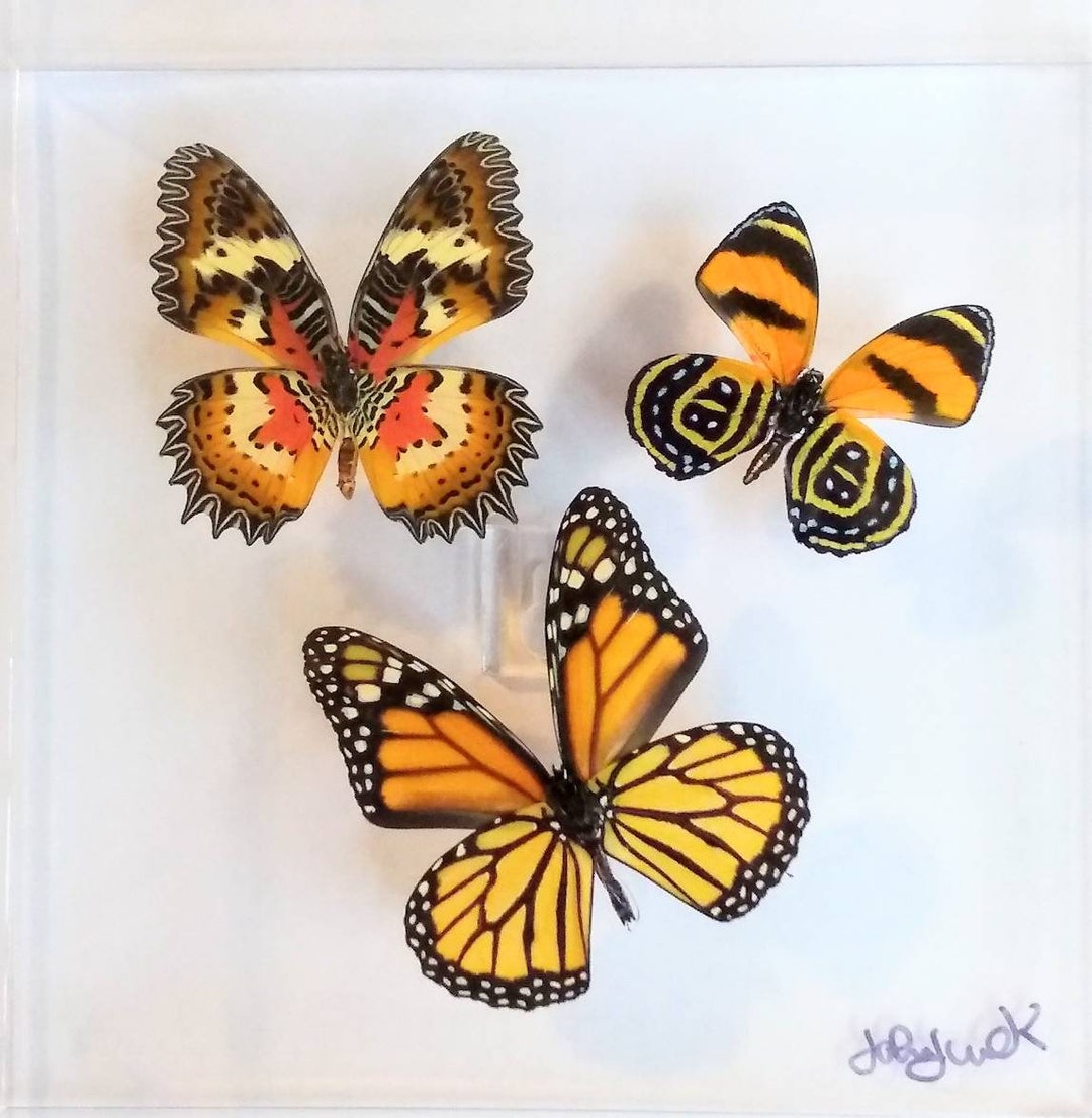 Real Butterflies Mounted in an Acrylic Display, Framed Butterflies ...