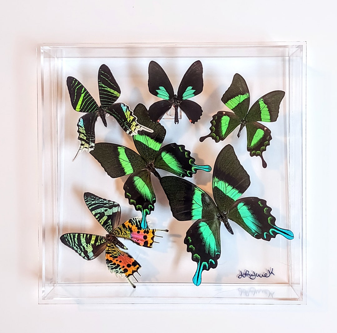 Butterfly Display, Framed Butterflies, Mounted Butterflies, Butterfly ...