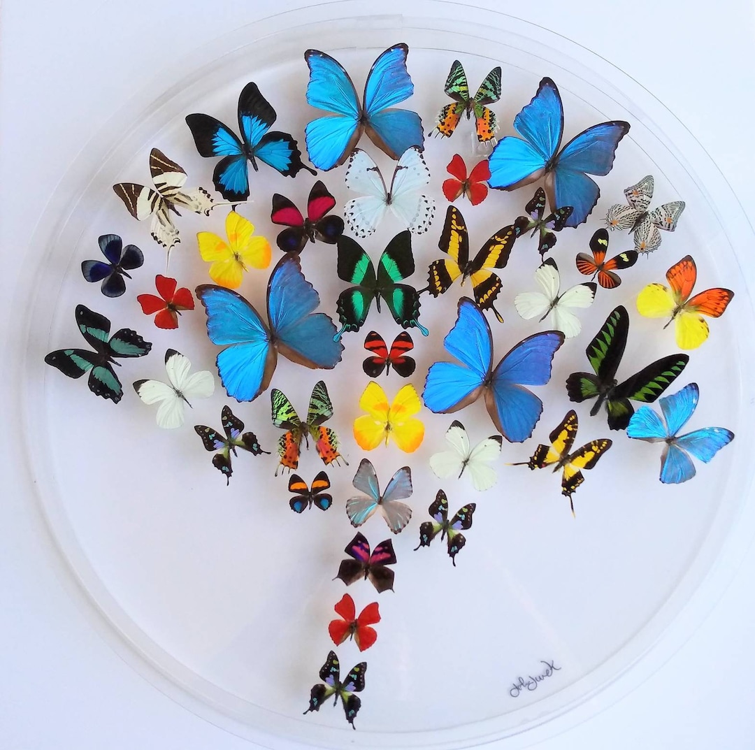 Butterfly Display, Framed Butterflies, Mounted Butterflies, Butterfly ...