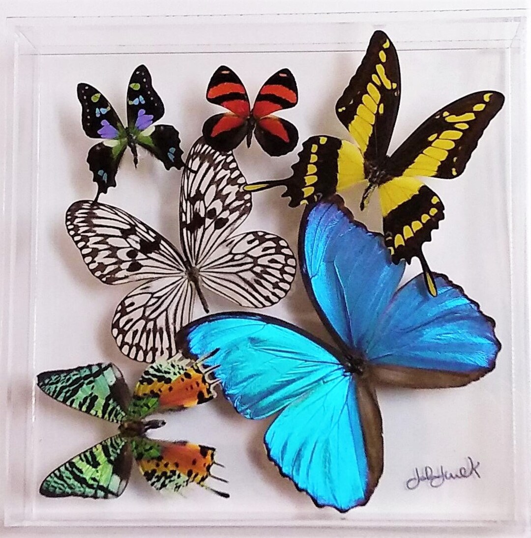 Butterfly Display, Framed Butterflies, Mounted Butterflies, Butterfly ...