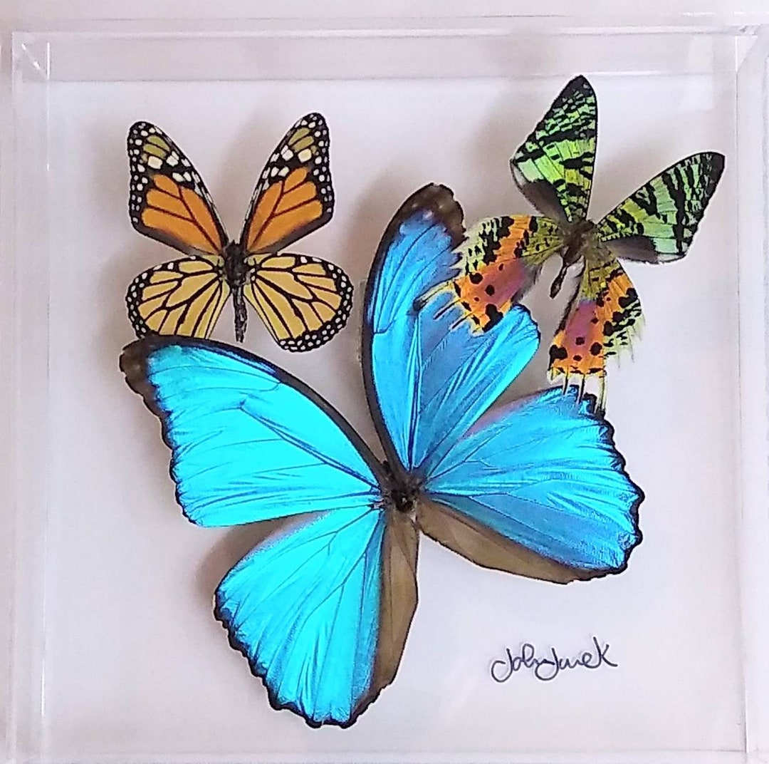 Butterfly Display, Framed Butterflies, Mounted Butterflies, Butterfly ...