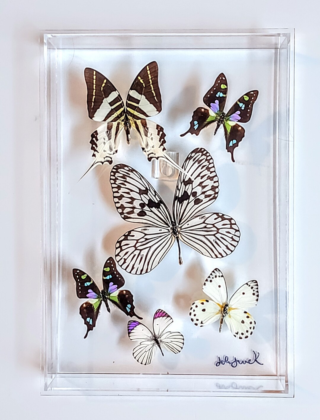 8x12" Butterfly Display, Framed Butterflies, Mounted Butterflies,real ...