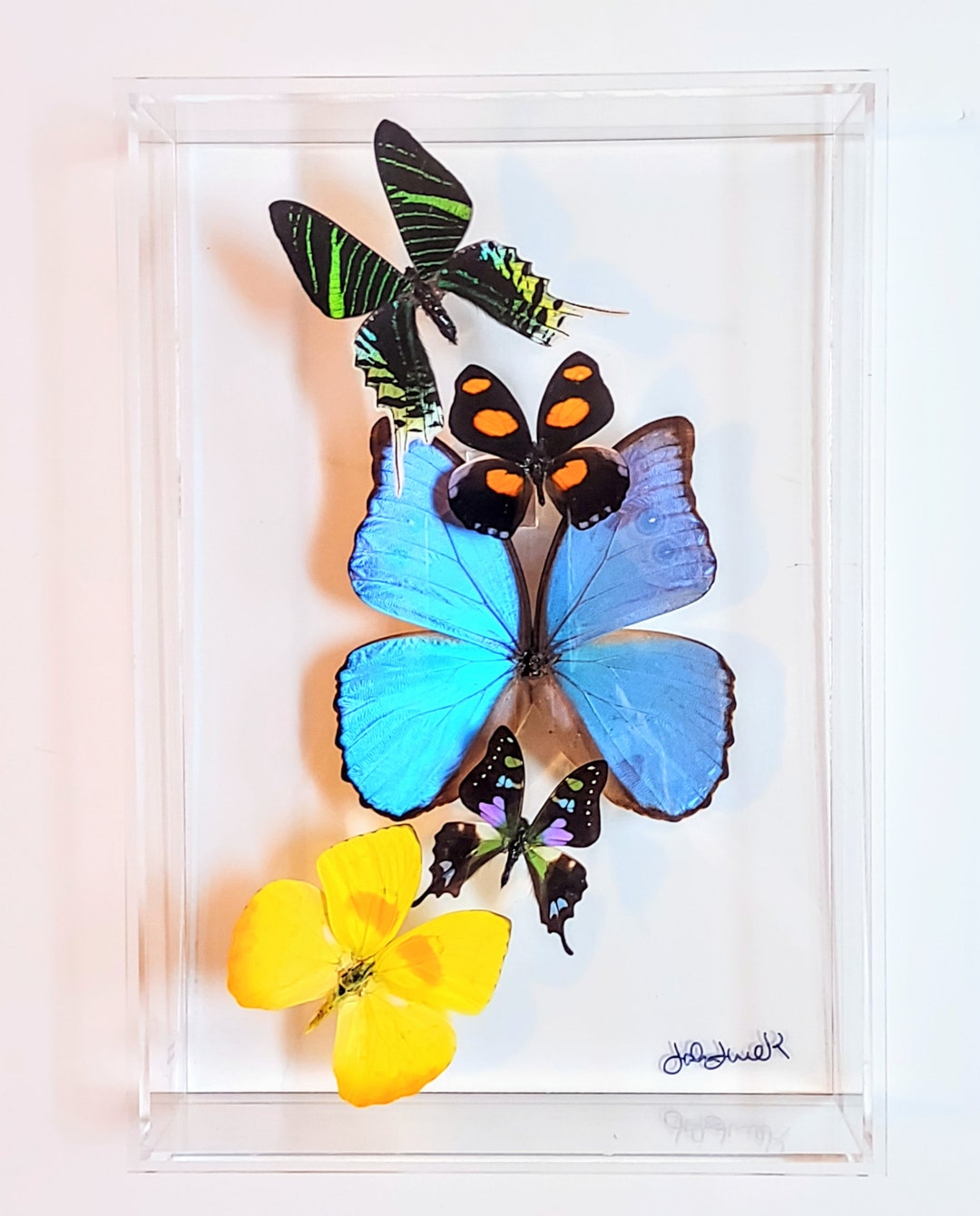Butterfly Displays, Preserved Butterflies, Framed Butterflies Butterfly ...