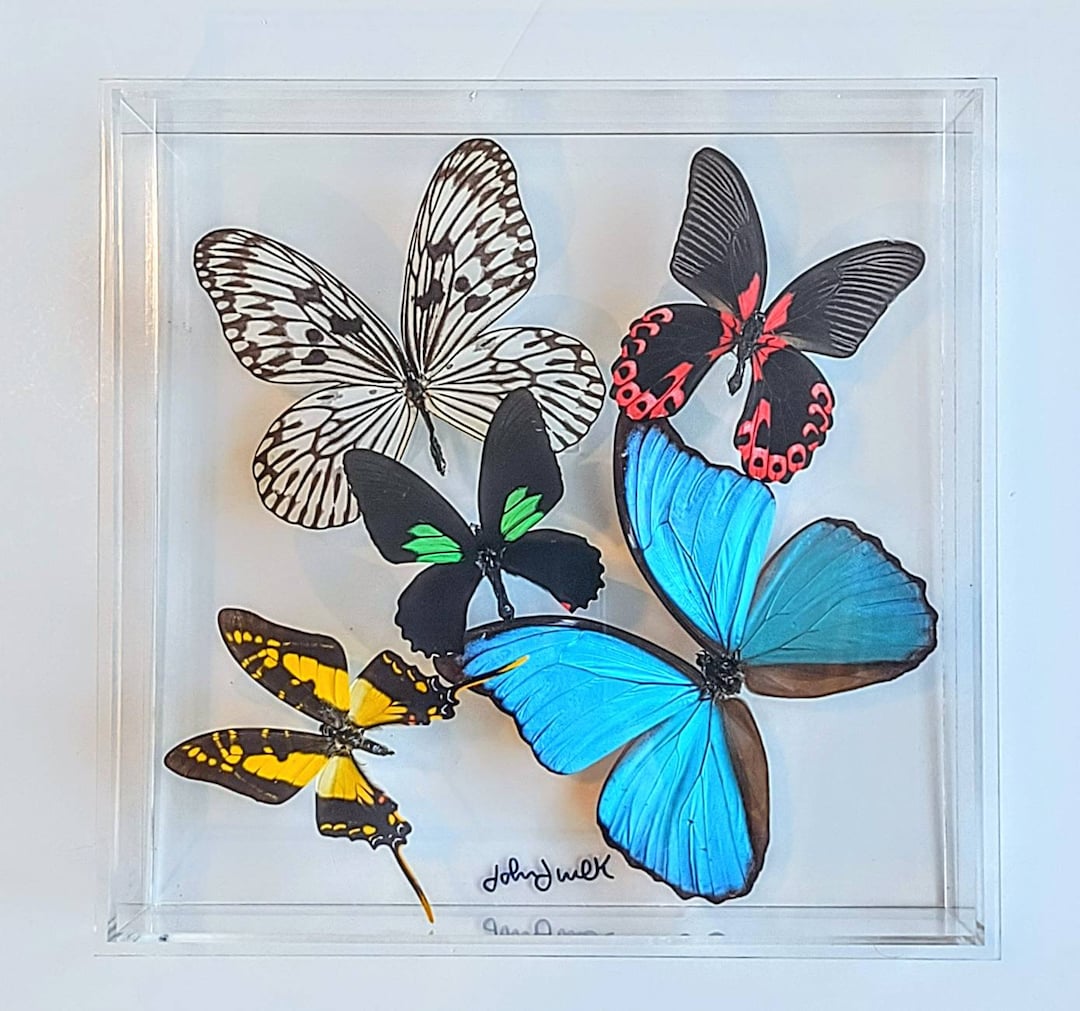 Butterfly Display, Framed Butterflies, Mounted Butterflies, Butterfly ...