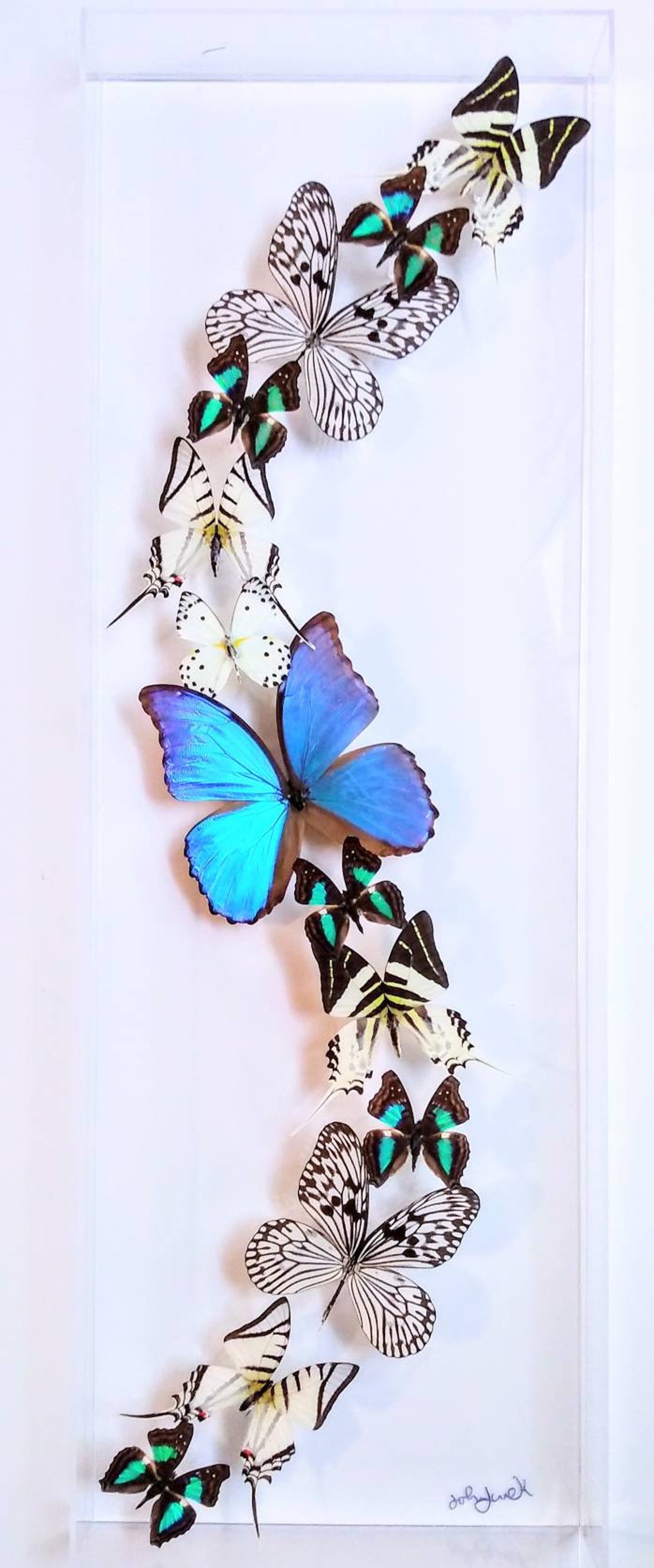 Framed Butterfly Mounted Butterflies Butterflies Butterfly | Etsy