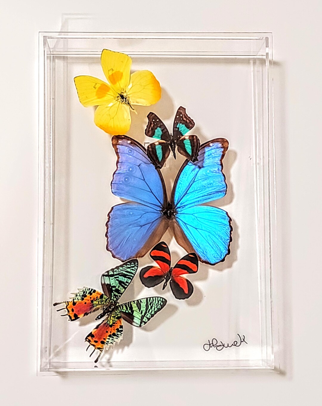 Butterfly Display, Framed Butterflies, Mounted Butterflies, Butterfly ...