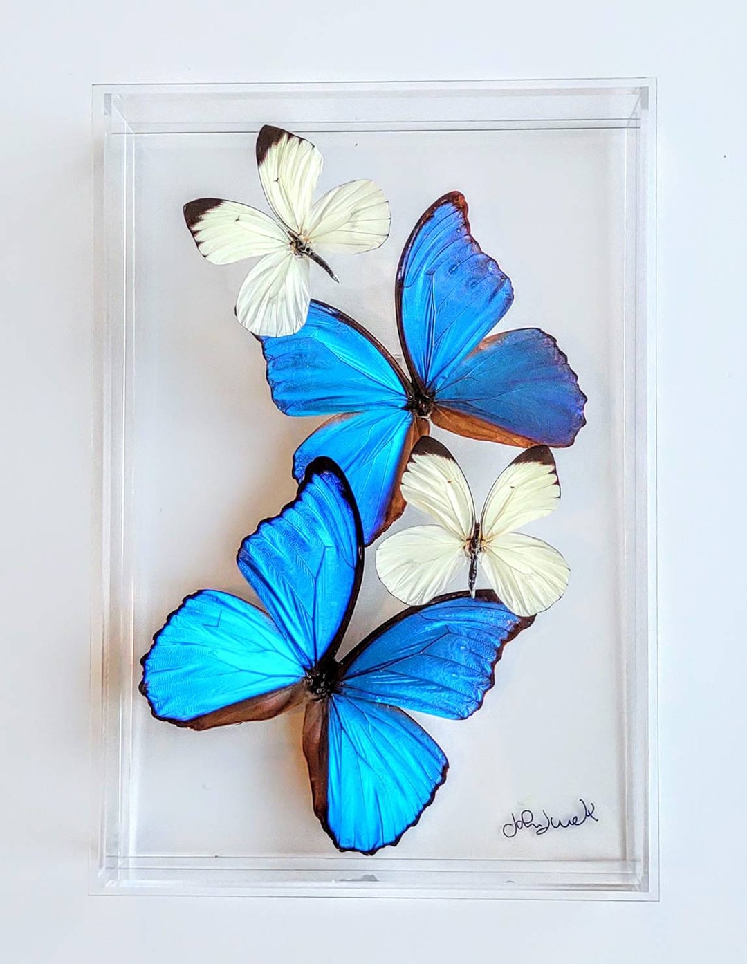 Butterfly Display, Framed Butterflies, Mounted Butterflies, Butterfly ...