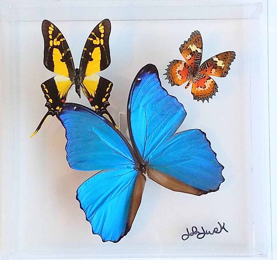 Butterfly Display, Framed Butterflies, Mounted Butterflies, Butterfly ...