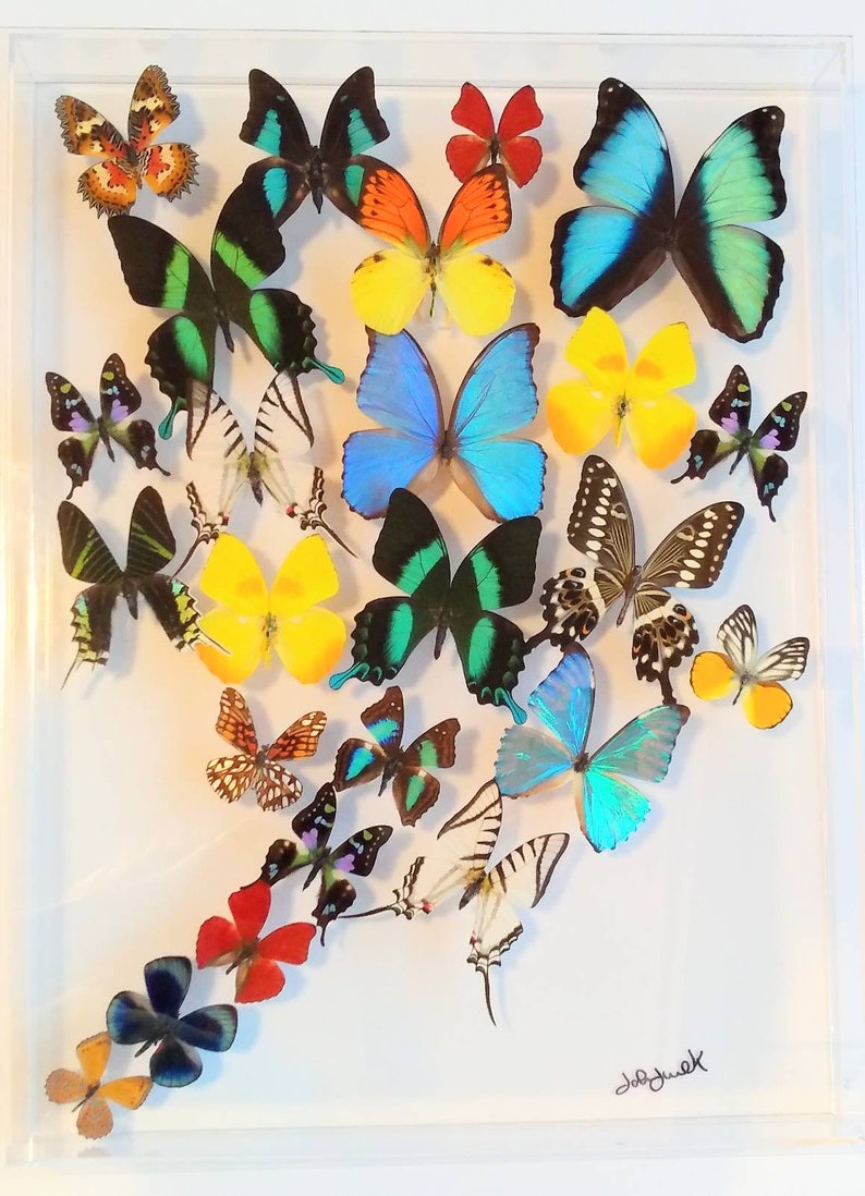 Butterfly Display Framed Butterflies Mounted Butterflies - Etsy