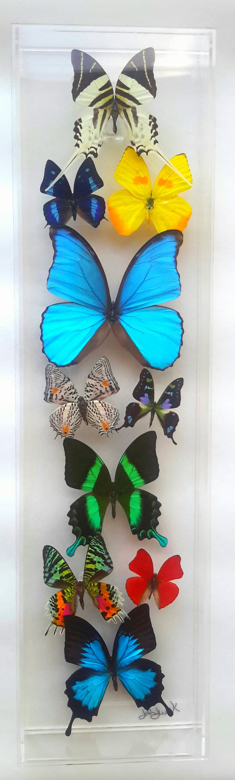 Butterfly Display Framed Butterflies Mounted Butterflies - Etsy