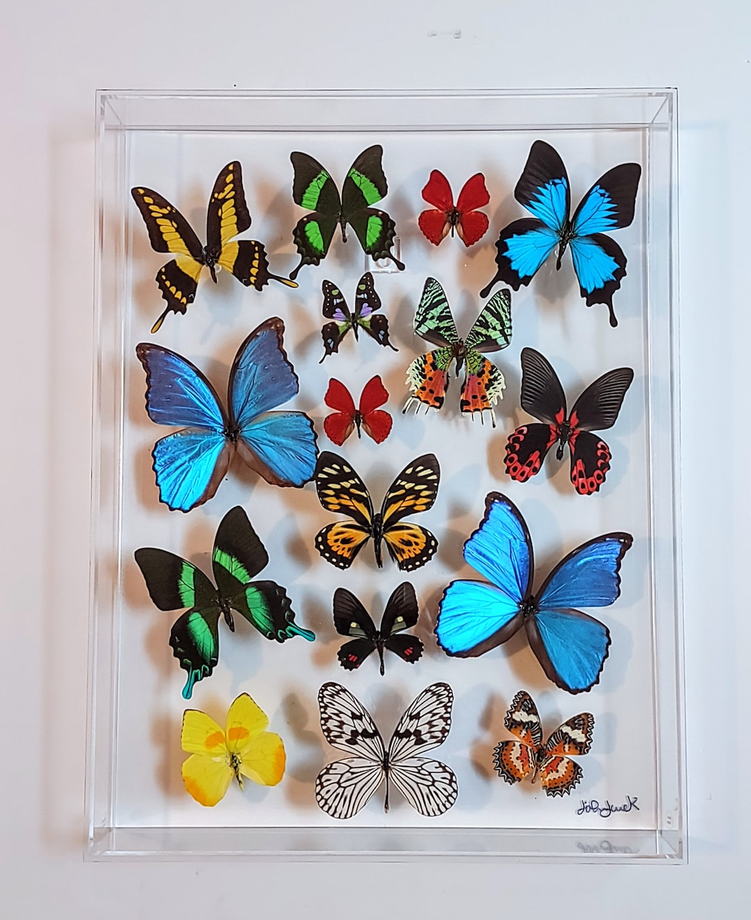 Butterfly Display, Framed Butterflies, Mounted Butterflies, Butterfly ...