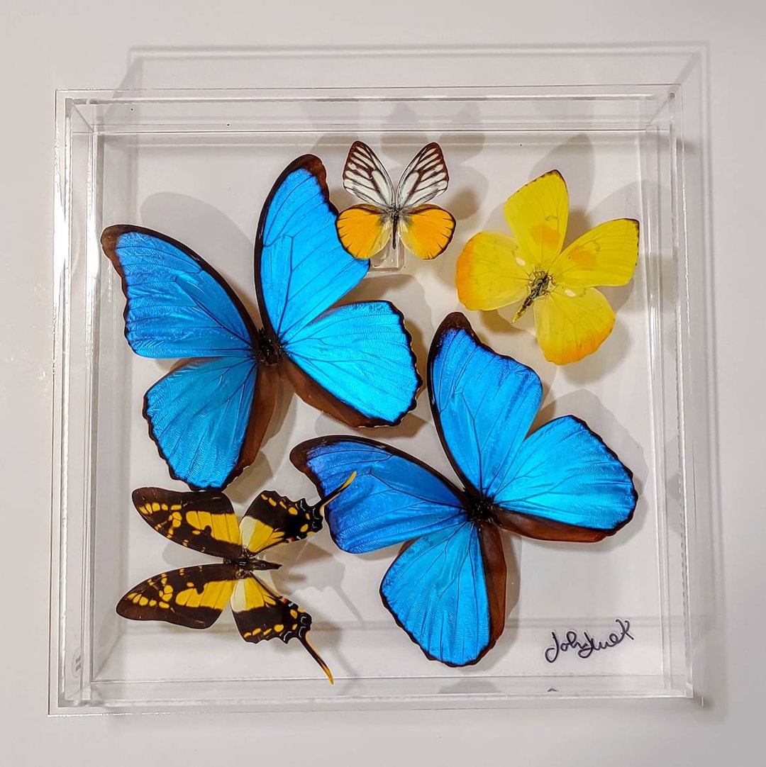 Butterfly Display, Framed Butterflies, Mounted Butterflies, Butterfly ...