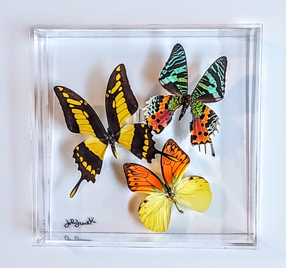 Butterfly Display, Framed Butterflies, Mounted Butterflies, Butterfly ...