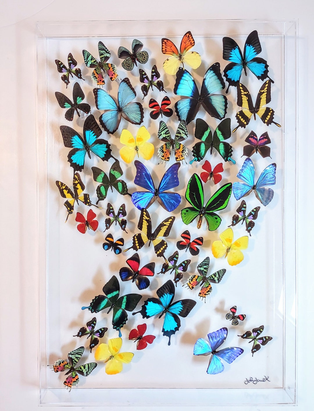 20x30 Mounted Butterflies, Real Butterfly, Butterfly Display, Framed ...