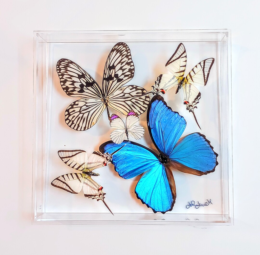 10x10 NEW!, Real Butterfly Display, Real Butterflies Mounted in an ...