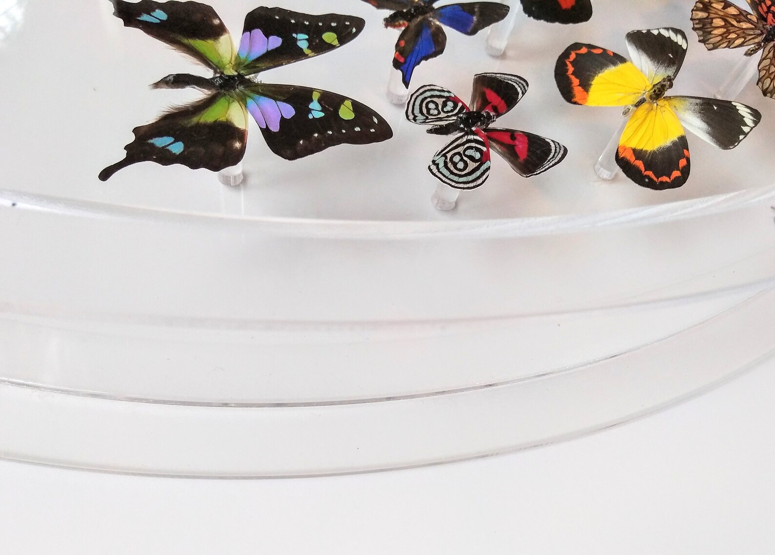 Butterfly Displays, Mounted Butterflies, Framed Butterflies, Butterfly ...