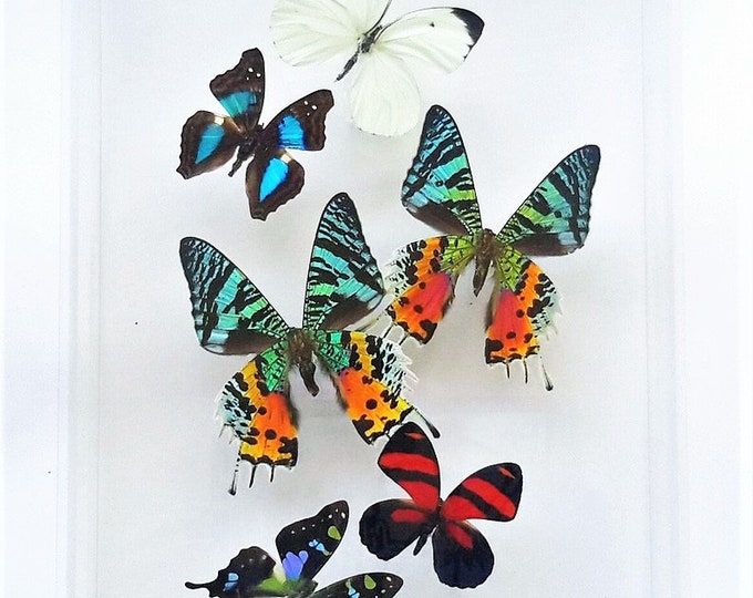 NEW 8x12" Butterfly Display, Framed Butterflies, Mounted Butterflies ...