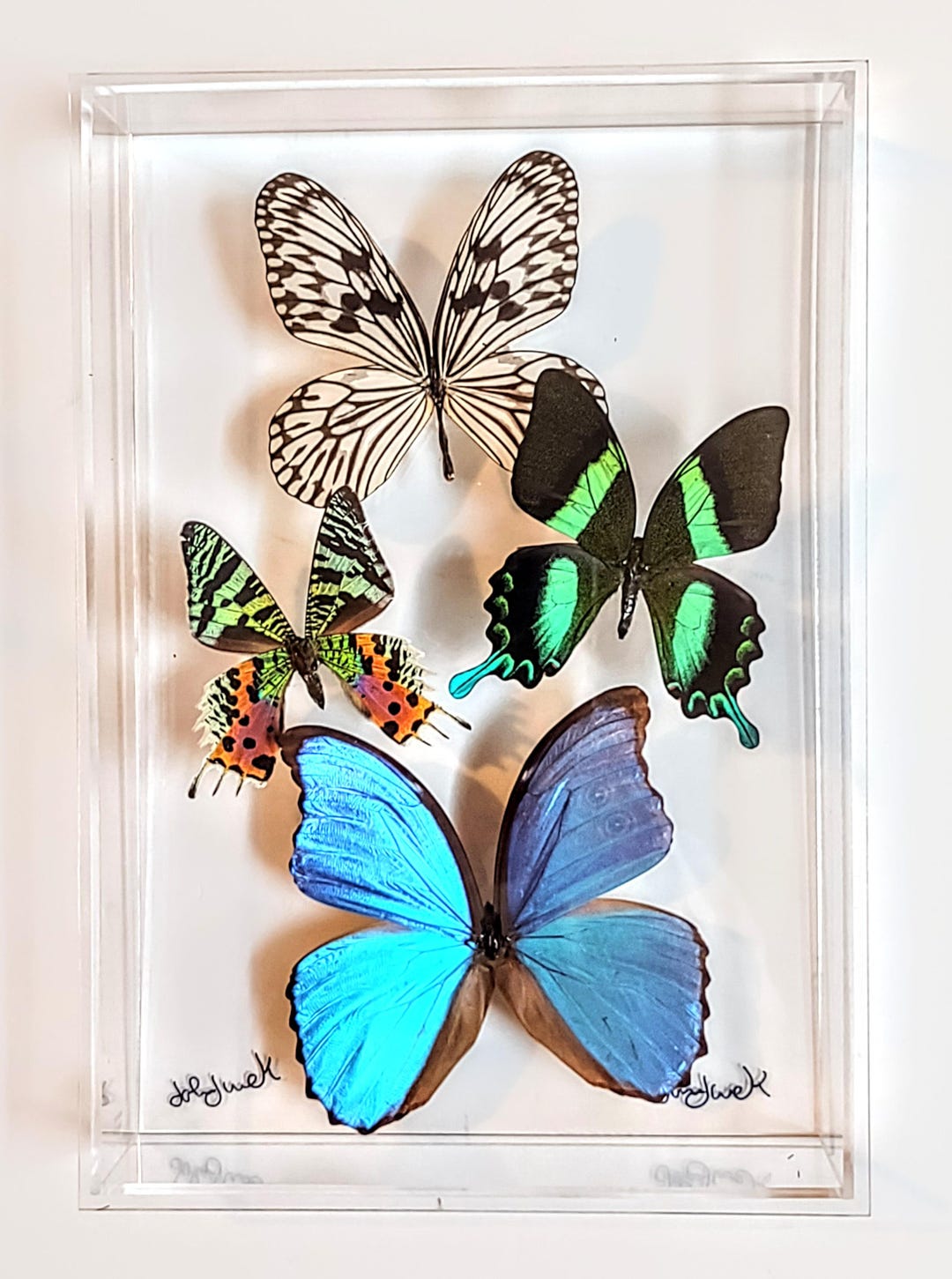 NEW 8x12" Butterfly Display, Framed Butterflies, Mounted Butterflies ...