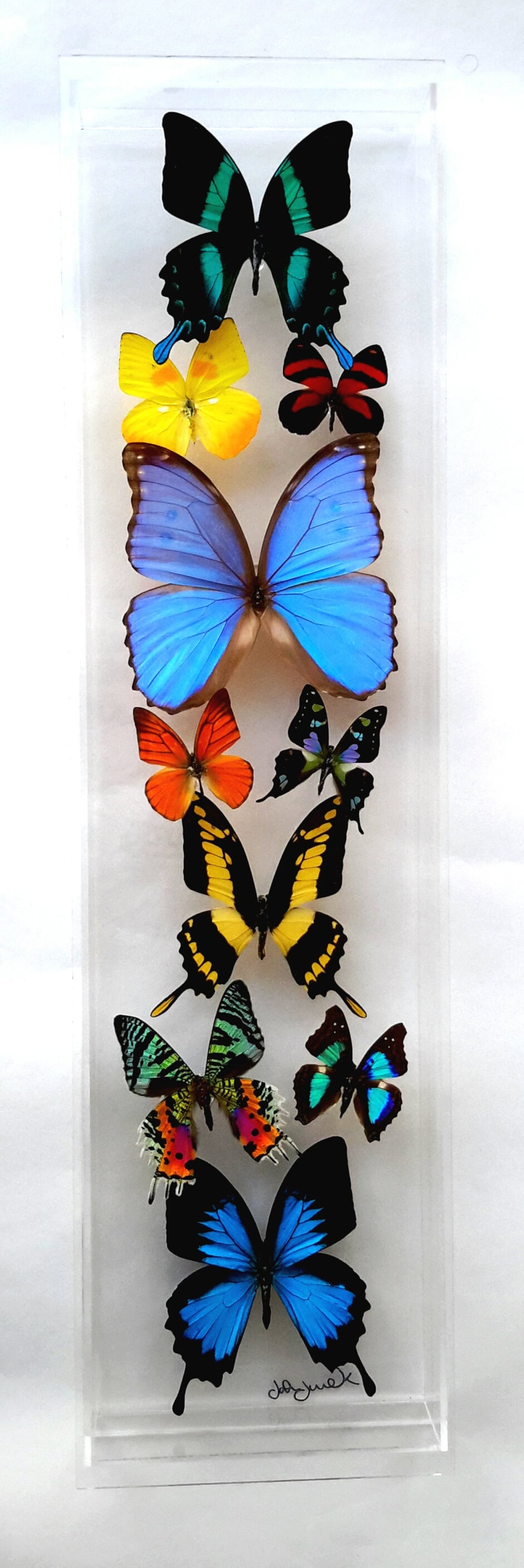 Butterfly display framed butterflies mounted butterflies | Etsy