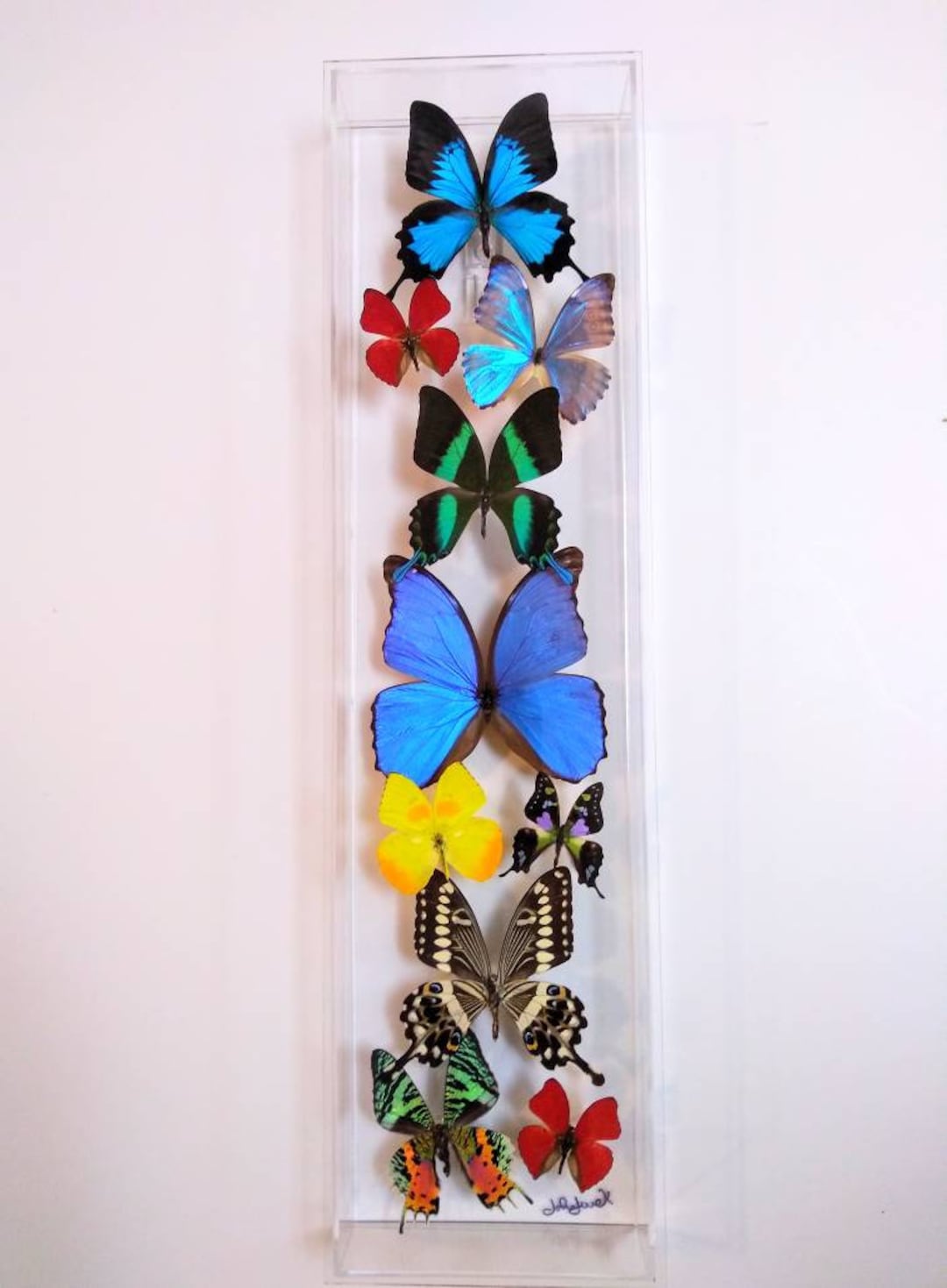 Butterfly Display, Framed Butterflies, Mounted Butterflies, Butterfly ...