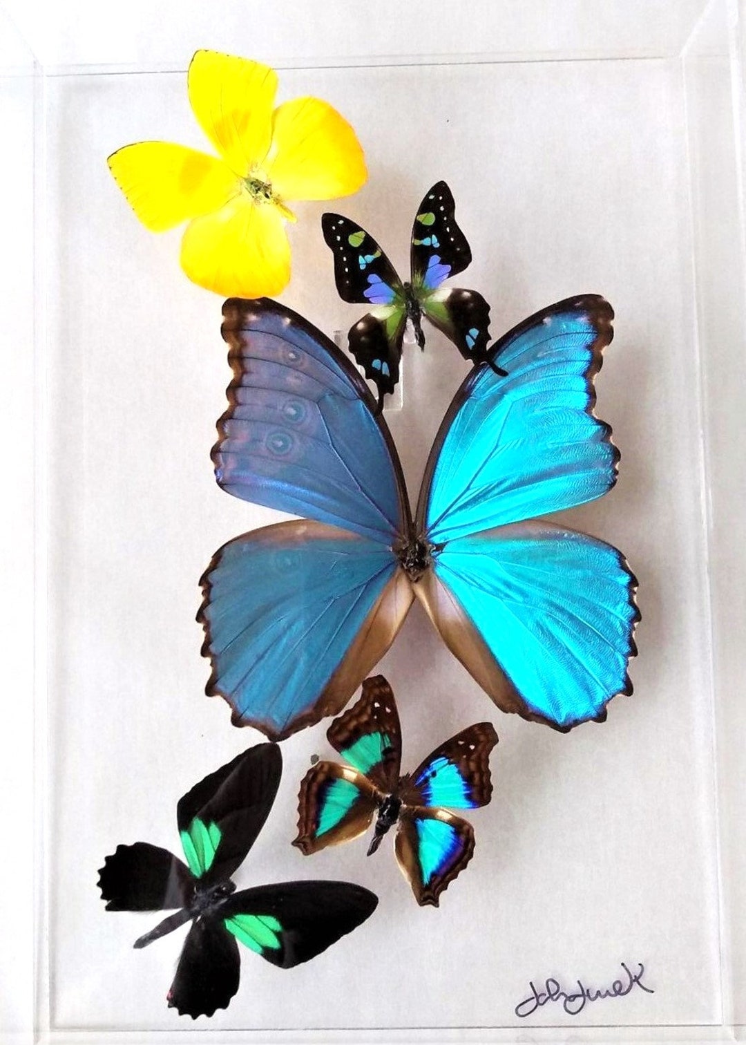 Butterfly Display, Framed Butterflies, Mounted Butterflies, Butterfly ...