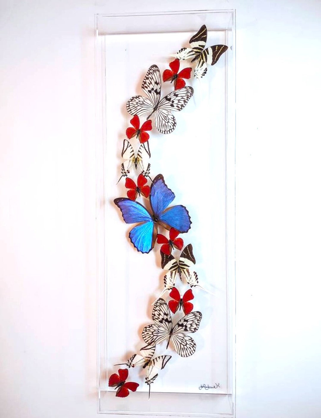 Framed Butterfly, Mounted Butterflies, Butterflies, Butterfly Art ...