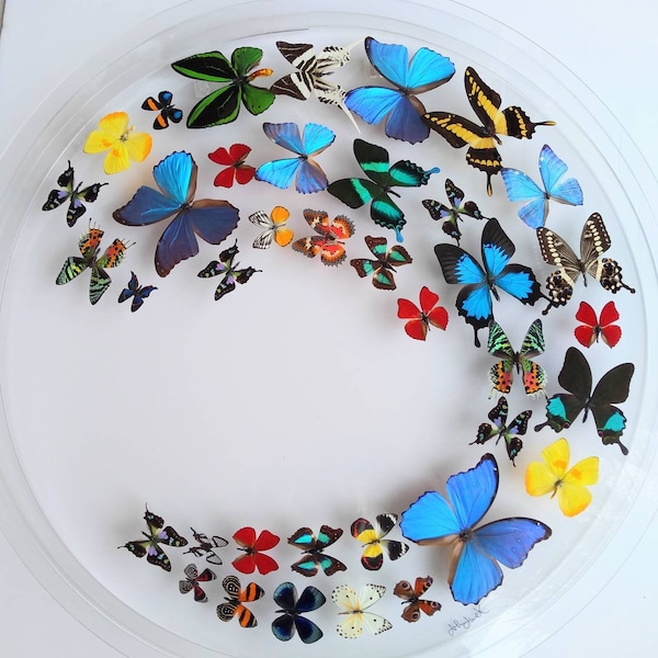 Real Butterfly Art - Etsy