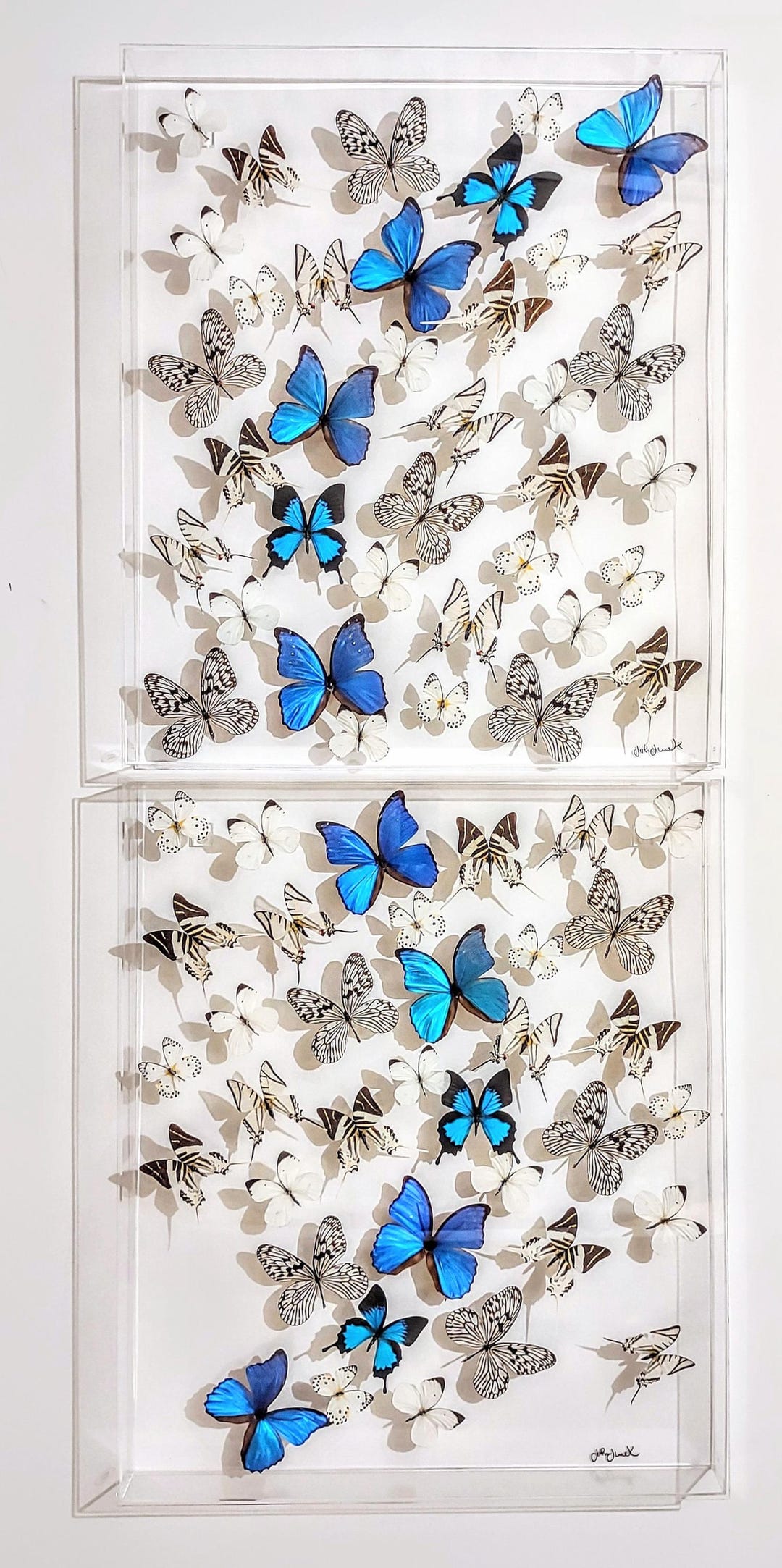 60x25" Double Panel Display, Butterfly Display, Framed Butterflies ...